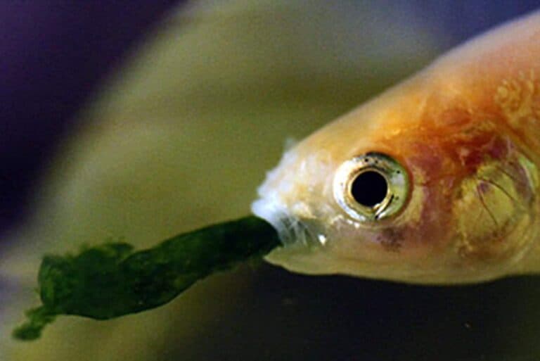 Rosy Red Minnows Care Guide: Tank, Diet, and Breeding (2024)