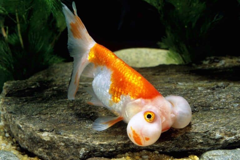 Bubble Eye Goldfish: Tank Setup, Diet, Health & More!