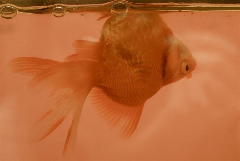 Dropsy In Fish: Causes, Symptoms & Treatment (2024 Guide)
