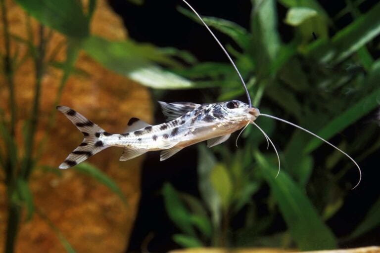 Top 20 Popular Freshwater Aquarium Catfish (2024 Guide)