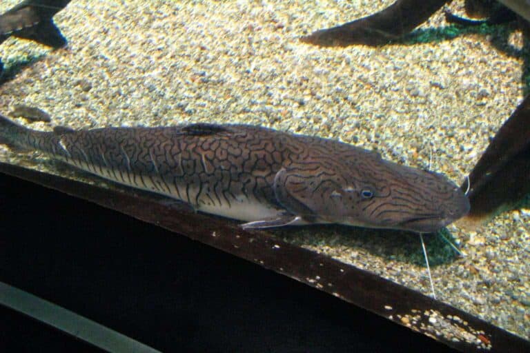 Tiger Shovelnose Catfish: Species Profile & Care Guide