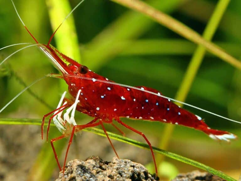 Cardinal Sulawesi Shrimp: Ultimate Guide & Care Essentials