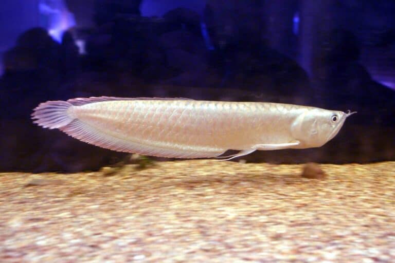Silver Arowana 101: Care & Compatibility Guide